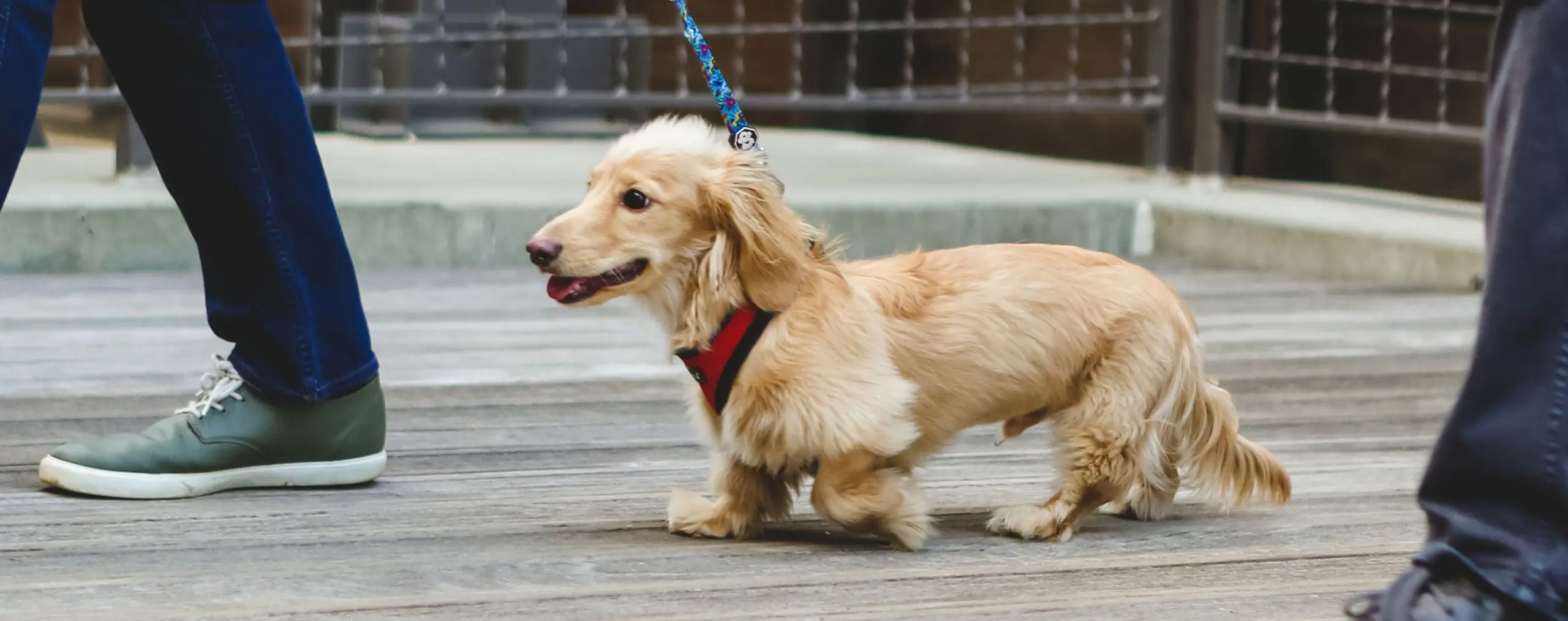 Services - Take Paws